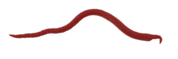 Berkley Gulp! Extruded Bloodworm Soft Bait | Dick's Sporting Goods